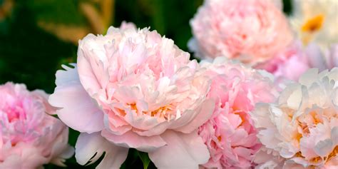 Peonies Zone 8 What Types Can Do Well In This Zone Gfl Outdoors
