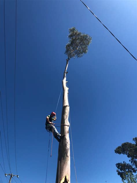 Central Coast Treeworx Providing A Wide Range Of Specialized Tree Services For Clients From