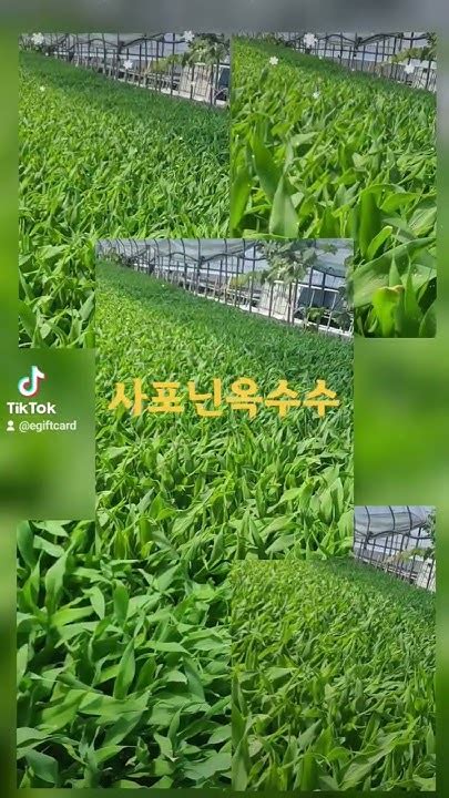 2024년 메디머스 사포닌옥수수 재배시작 메디머스 사포닌옥수수 Youtube