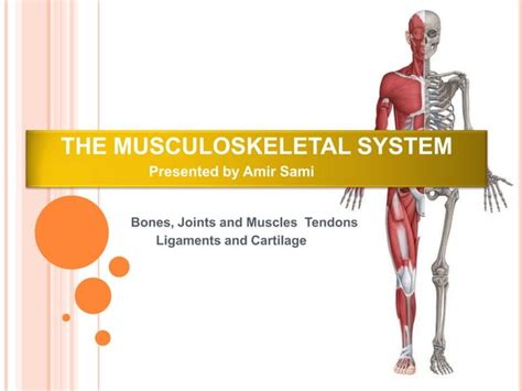 The Musculoskeletal System Ppt