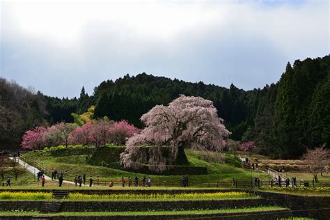 本郷の瀧桜 2 by kamezoo710 ID9459240 写真共有サイト PHOTOHITO