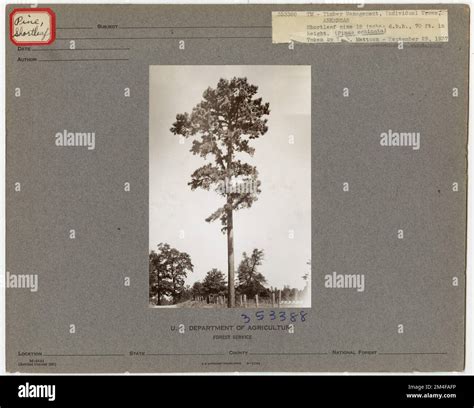 Tree Identification Pine Shortleaf Photographs Relating To National Forests Resource