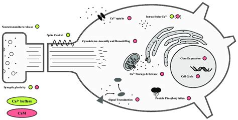 Schematic Overview Of The Functions Of Buffer And Sensor Download Scientific Diagram