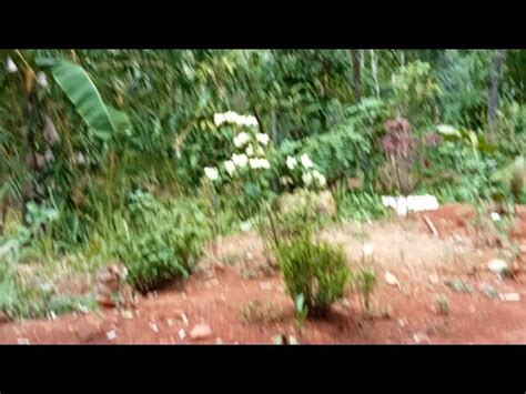 LIVE SAMBIL NUNGGU HUJAN YouTube