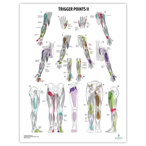 Anatomy Lab Trigger Points Ii Laminated Poster