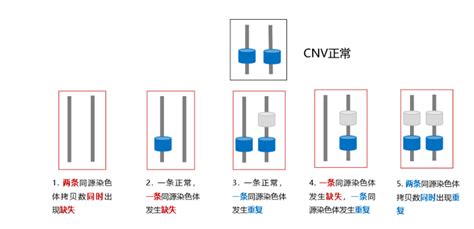重测序分析（8）sv Cnv 注释 知乎