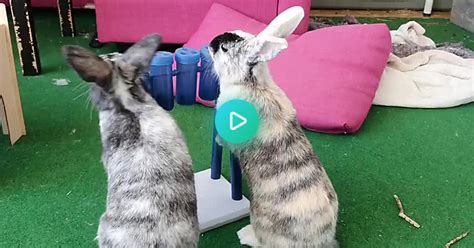 New Toy Album On Imgur New Toy Album On Imgur