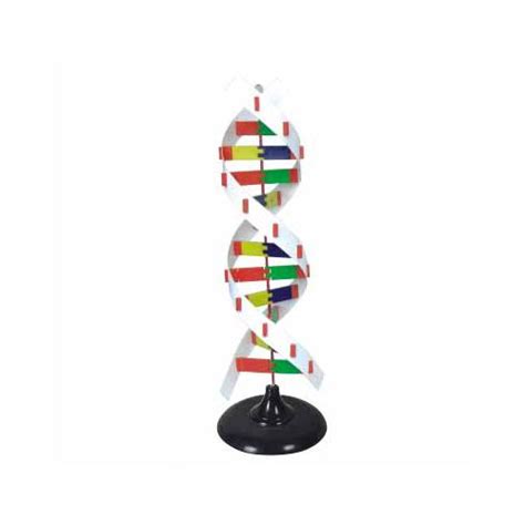 DNA Activity Model