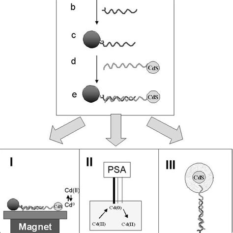 Schematic Representation Of The Analytical Protocol The Streptavidin