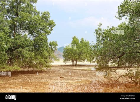 Trees Grow From The Sand Aerial Root Sprouts Low Tide On The Sea In A Shallow Bay Summer