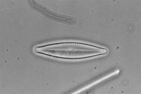 7 Best Navicula Images On Pinterest