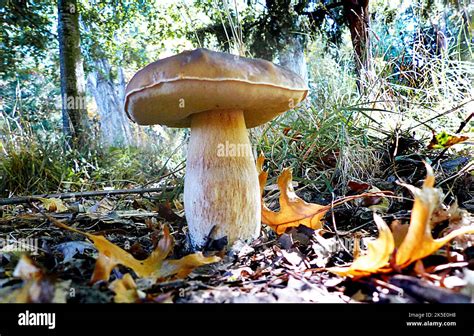 Do Bolete Mushrooms Have Protein At Cecila Whitworth Blog