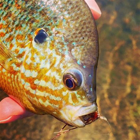 First Pumpkinseed Of The Season Panfishonthefly Warmwaterflyfishing