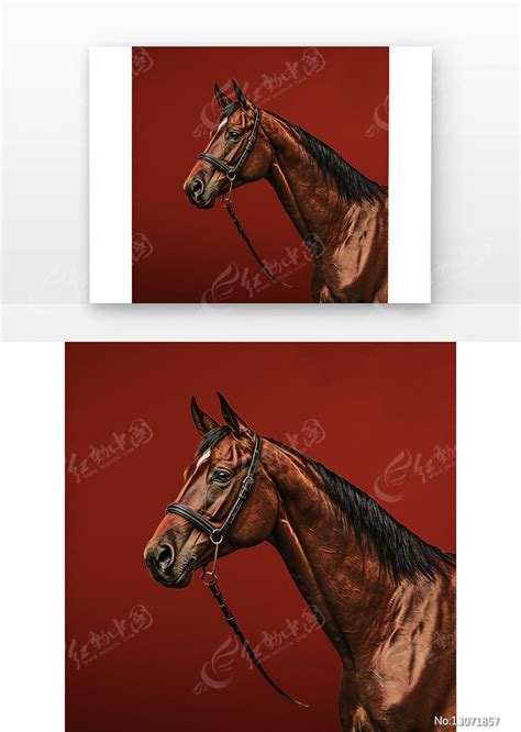 侧面铁骑骏马插画素材下载红动中国
