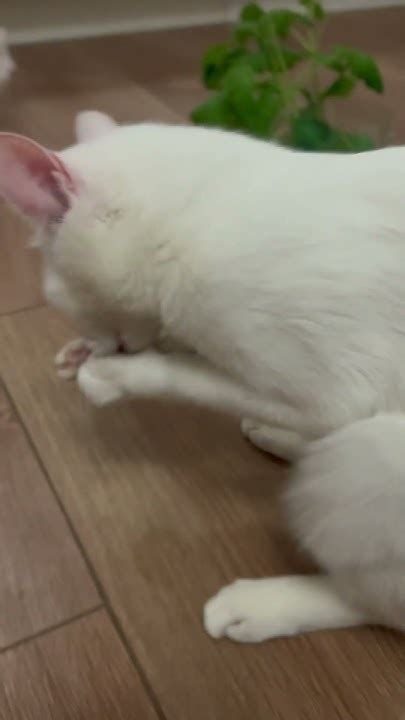 Дружба бывает разная Cover Youtubeshorts Funnyvideo Shorts Cat