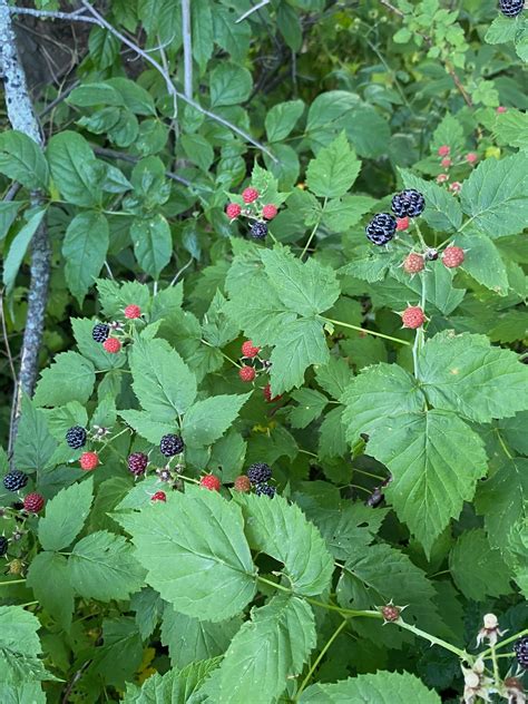 Black Raspberry Bush