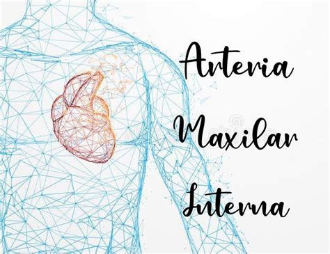 Arteria Maxilar Interna Anatomía uDocz