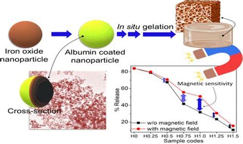 超顺磁性胺功能化磁赤铁矿纳米粒子作为水凝胶和磁场驱动扩散控制药物释放的触变性促进剂 Acs Applied Nano Materials X Mol