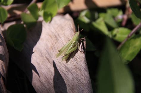 Grasshopper Nature Yard Free Photo On Pixabay Pixabay