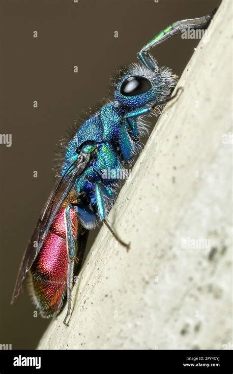 Rubin thorax Fotos und Bildmaterial in hoher Auflösung Alamy
