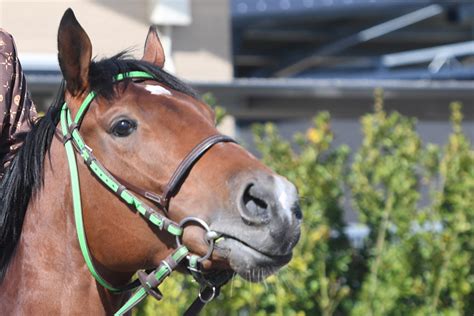 【オールカマー・1週前追い切り】骨折明けソーヴァリアントが川田を背に2馬身先着 大竹調教師「過去イチと思える状態」 競馬ニュース・特集なら