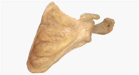 Scapula Quiz Doquizzes