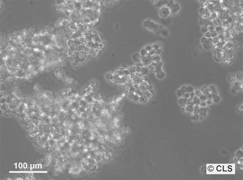 Nci H82 Cells