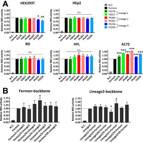 Ires Activities Of The 5′ Utr Of Ev D68 In Various Cell Lines A Ires