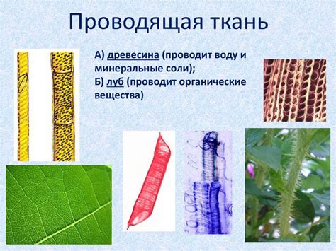 Механические и проводящие ткани растений - online presentation