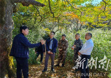 省林业局督导服务组到八大公山国家级自然保护区督导森林防火工作 张家界 新湖南