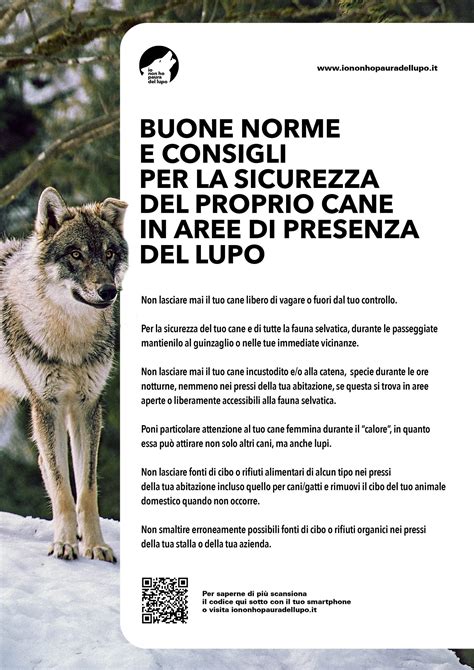 Lupi Che Predano Cani Comprendere Il Fenomeno E Come Comportarsi Io