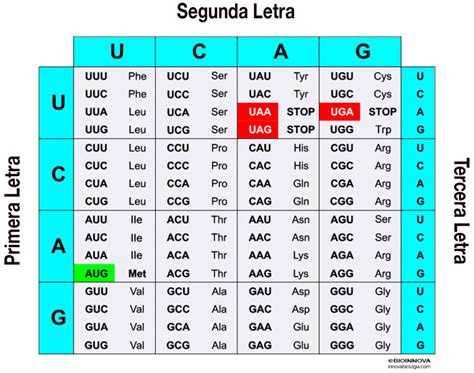 Codigo Genetico Bioinnova