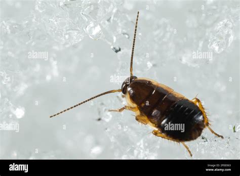 Lesser Forest Cockroach Ectobius Sylvestris Walking On Snow Stock