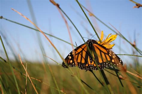 Swarms Of Monarch Butterflies Stuck Up North Yale E360