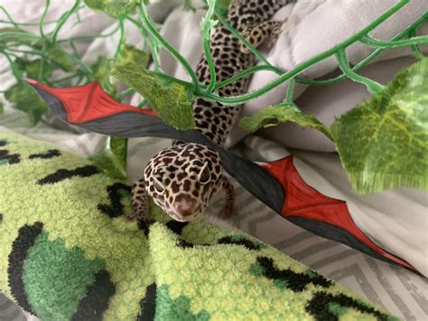 My Very Own Toothless Pls Let Me Know If This Is Not Allowed R Httyd