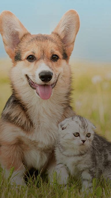 Vets In Clearwater Fl Veterinary Medical Hospital Of Clearwater