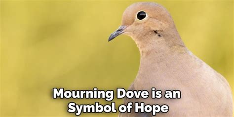 Mourning Dove Spiritual Meaning Symbolism And Totem Explained