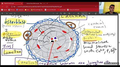 Gce Al Biology Unit 5 Tissues 2 Youtube