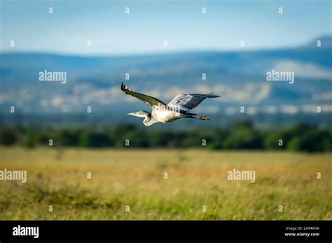 A Black Headed Heron Ardea Melanocephala Flies Over Grassland With