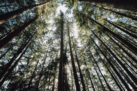 100 Free Sequoia And Redwood Images Pixabay