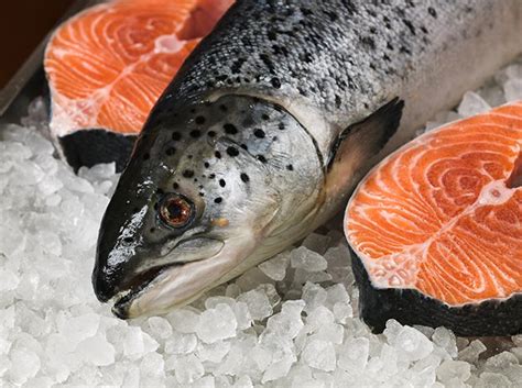 Frischen Fisch Erkennen Und Zubereiten GuteKueche Ch