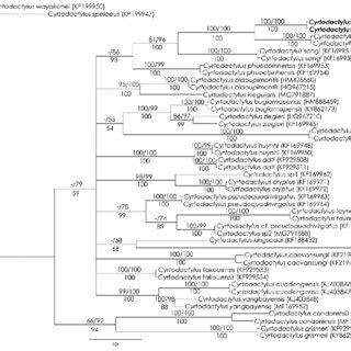 Phylogram Based On The Bayesian Analysis Number Above And Below