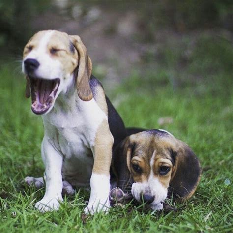 Beagleworld On Instagram “ha Ha Ha Marco Youre So Funny ⏬🎆take