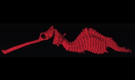 Picture Of The Week Ruby Seadragon The World From Prx