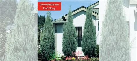Можжевельник сортовой купить в Уфе | Товары для дома и дачи | Авито