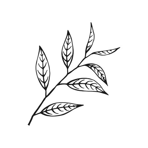 Premium Vector Green Tea Leaf Floral Branch Organic Hand Drawn Vector