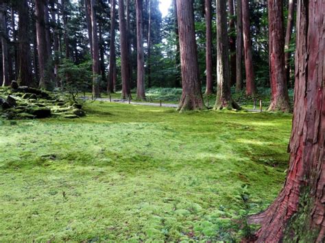 鉛筆画・デッサンの遠近法マスターガイド：基本から応用テクニックまで！ 簡単な初心者向け鉛筆画・デッサンの描き方講座：基礎から学ぶ