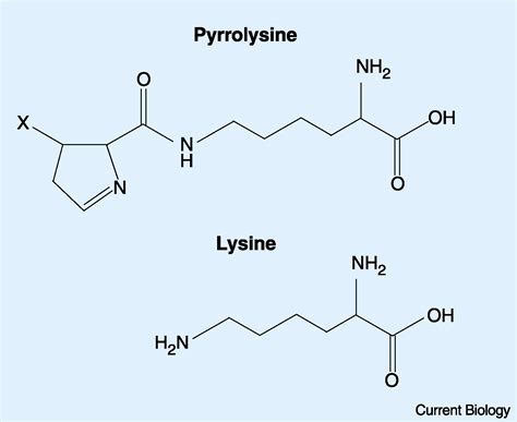 Genetic Code Introducing Pyrrolysine Current Biology
