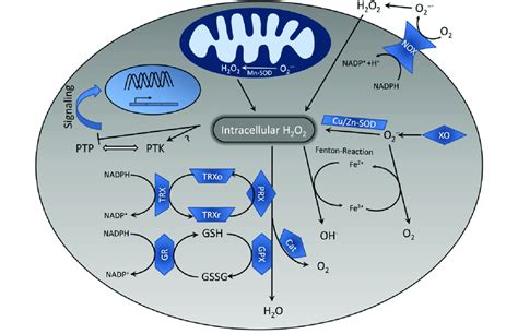 Redox Homeostasis In T Cells The Main Sources Of Ros Are The Download Scientific Diagram