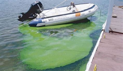 Alerta Por La Presencia De Cianobacterias En Buenos Aires Santa Fe Y